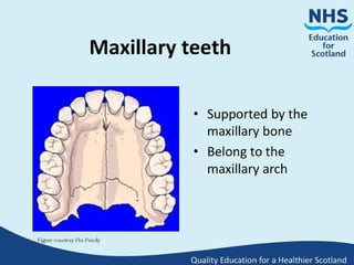 Dental Anatomy and landmarks of different teeth | PPTX