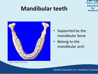 Dental Anatomy and landmarks of different teeth | PPTX