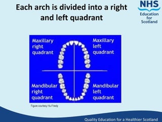 Dental Anatomy and landmarks of different teeth | PPTX