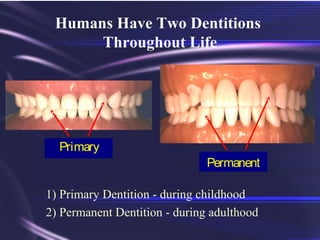 Dental Anatomy and landmarks of different teeth | PPTX