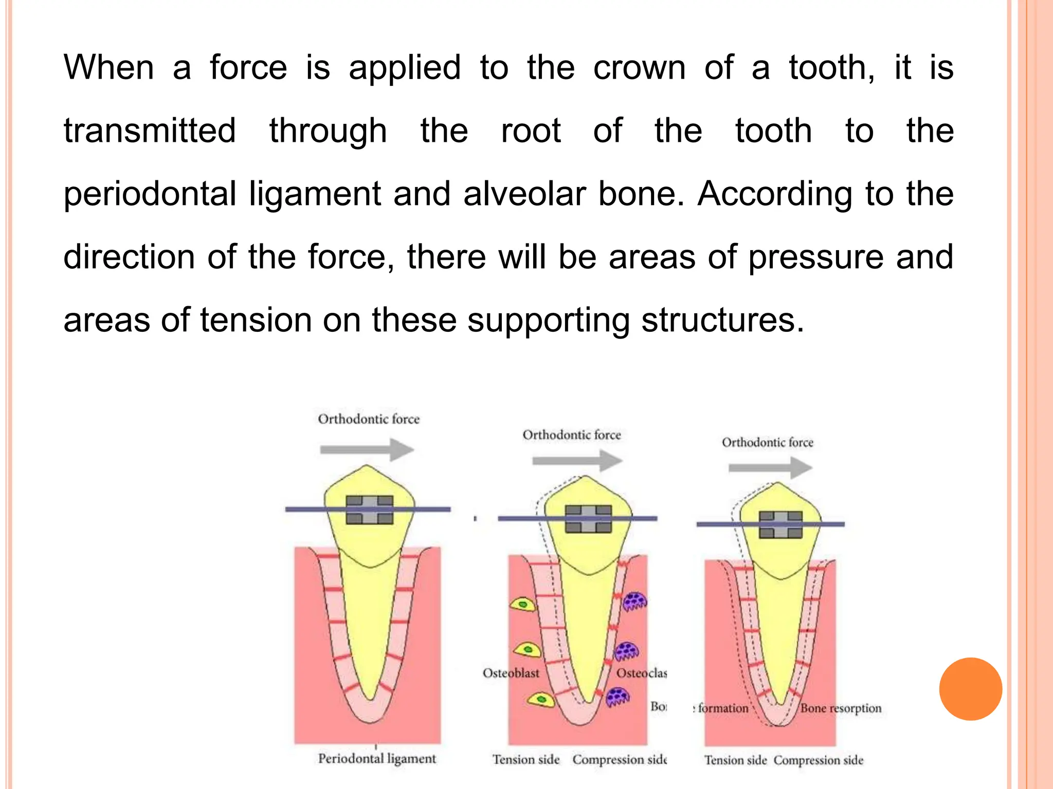 Tooth movement in orthodontics how and why | PPTX | Dental Health ...