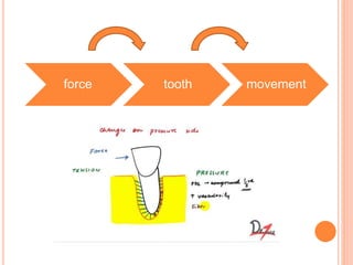 Tooth movement in orthodontics how and why | PPTX | Dental Health ...
