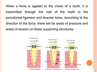 Tooth movement in orthodontics how and why | PPTX | Dental Health ...