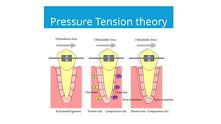 Theories and types of tooth movement .pptx