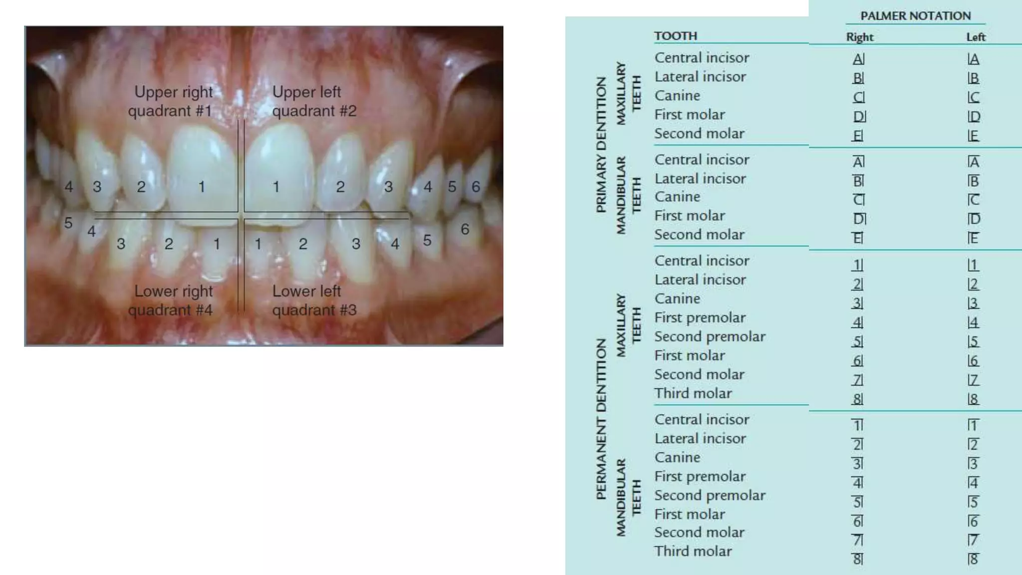 Tooth notation | PPTX