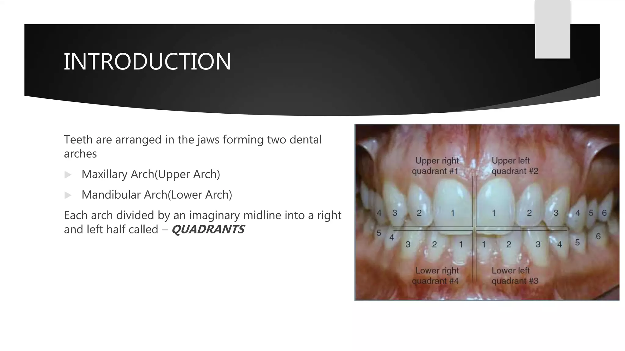 Tooth notation | PPT