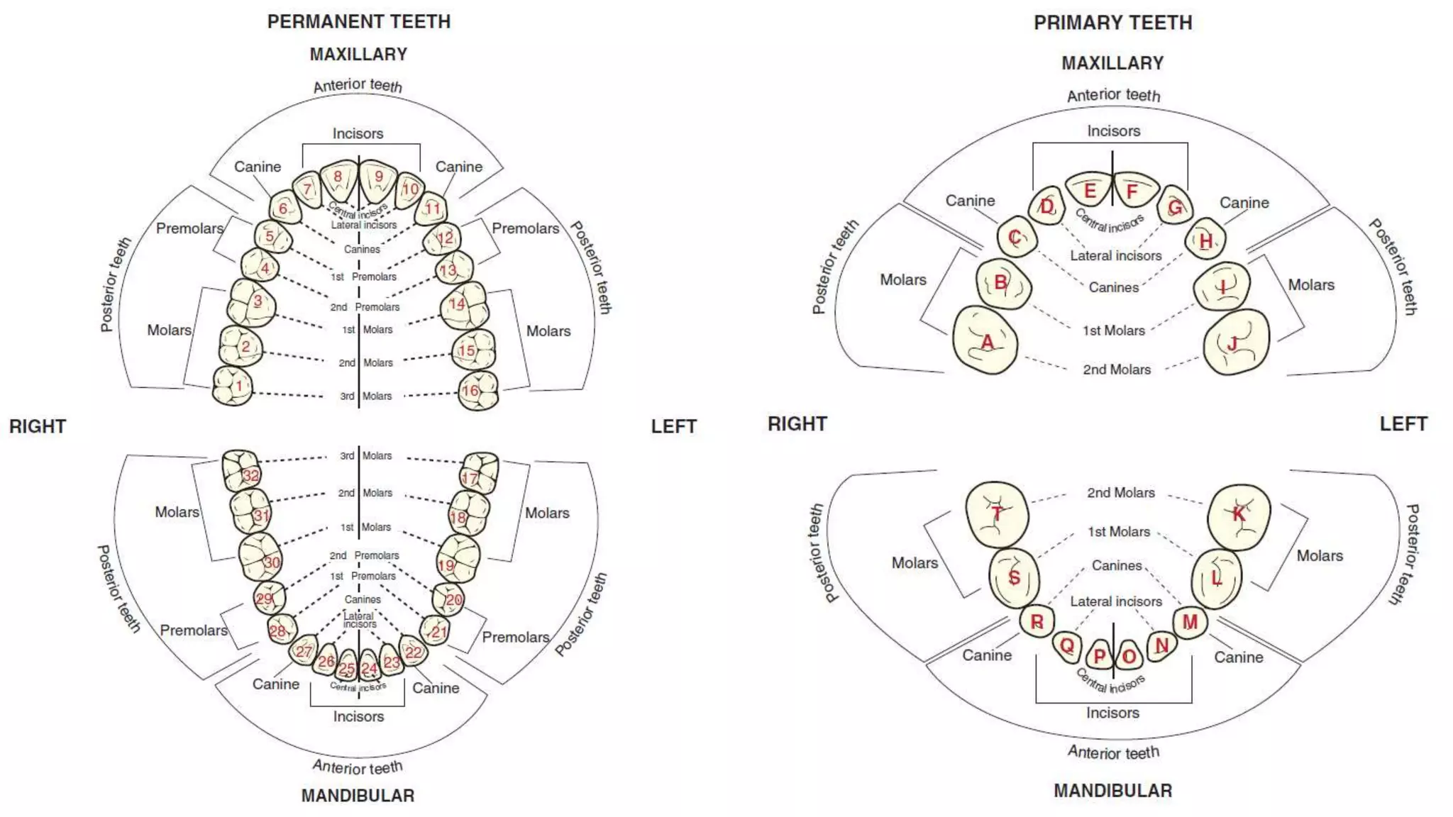Tooth notation | PPT