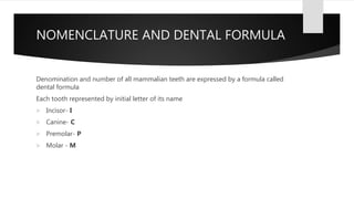 Tooth notation | PPT