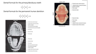 Tooth notation | PPT