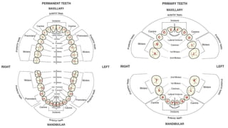 Tooth notation | PPT