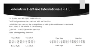 Tooth notation | PPT