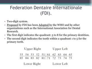 Tooth numbering system | PPTX