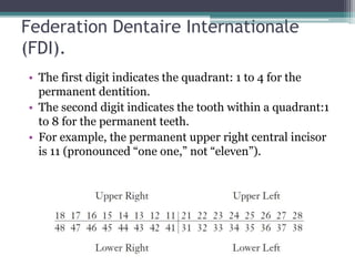 Tooth numbering system | PPTX