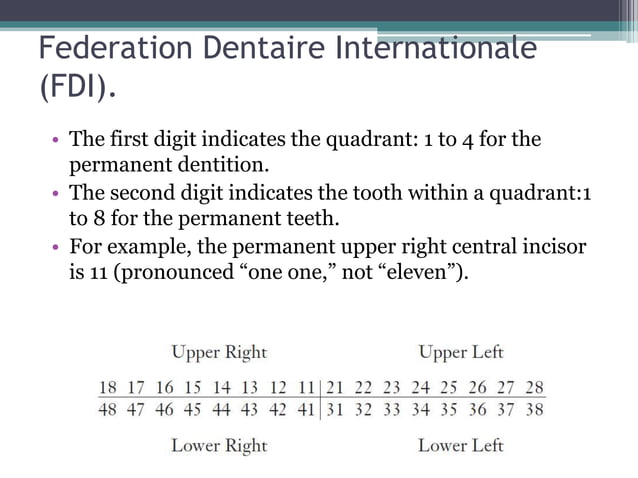 Tooth Numbering System Pptx Dental Health Diseases And Conditions