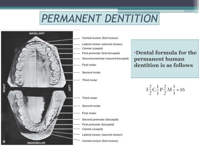 Tooth numbering system | PPTX | Dental Health | Diseases and Conditions