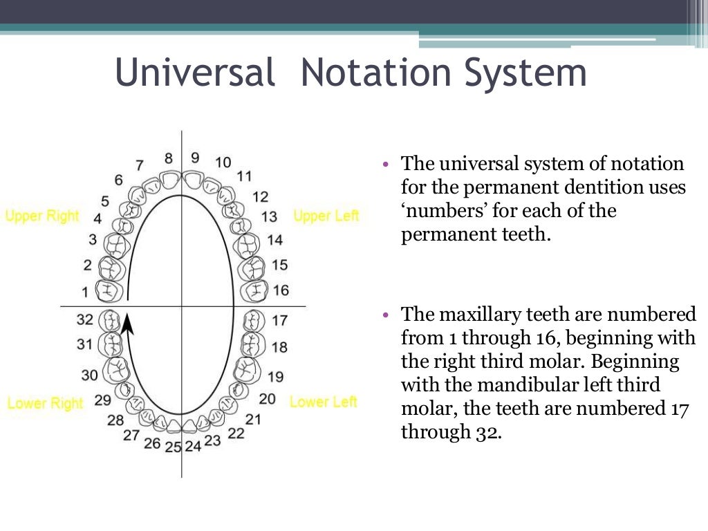 Tooth Numbering System Tooth Numbering System