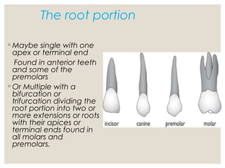 Tooth numbering system | PPT