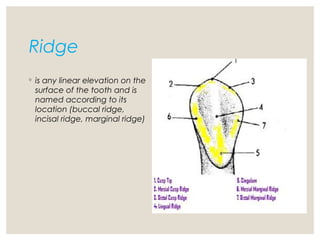 Tooth numbering system | PPT