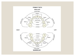 Tooth numbering system | PPT