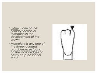 Tooth numbering system | PPT