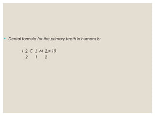 Tooth numbering system | PPT
