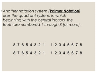 Tooth Numbering System Palmer