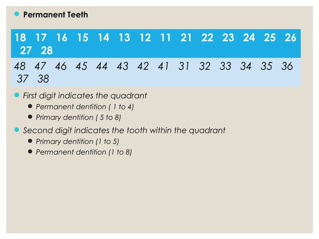Tooth numbering system