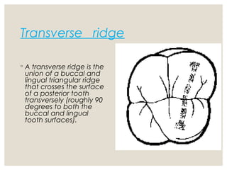 Tooth numbering system | PPT