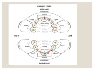 Primary Teeth Numbering