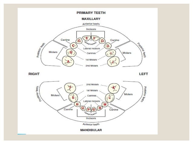 Tooth numbering system