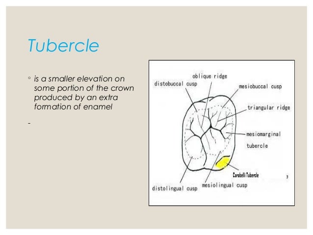 Triangular Fossa Teeth