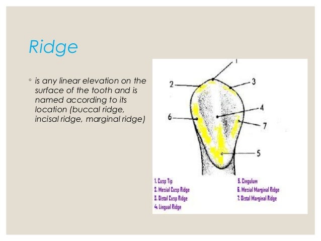 Triangular Fossa Teeth