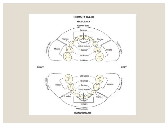Tooth numbering system