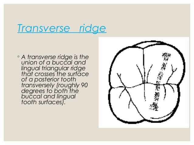 Triangular Fossa Teeth