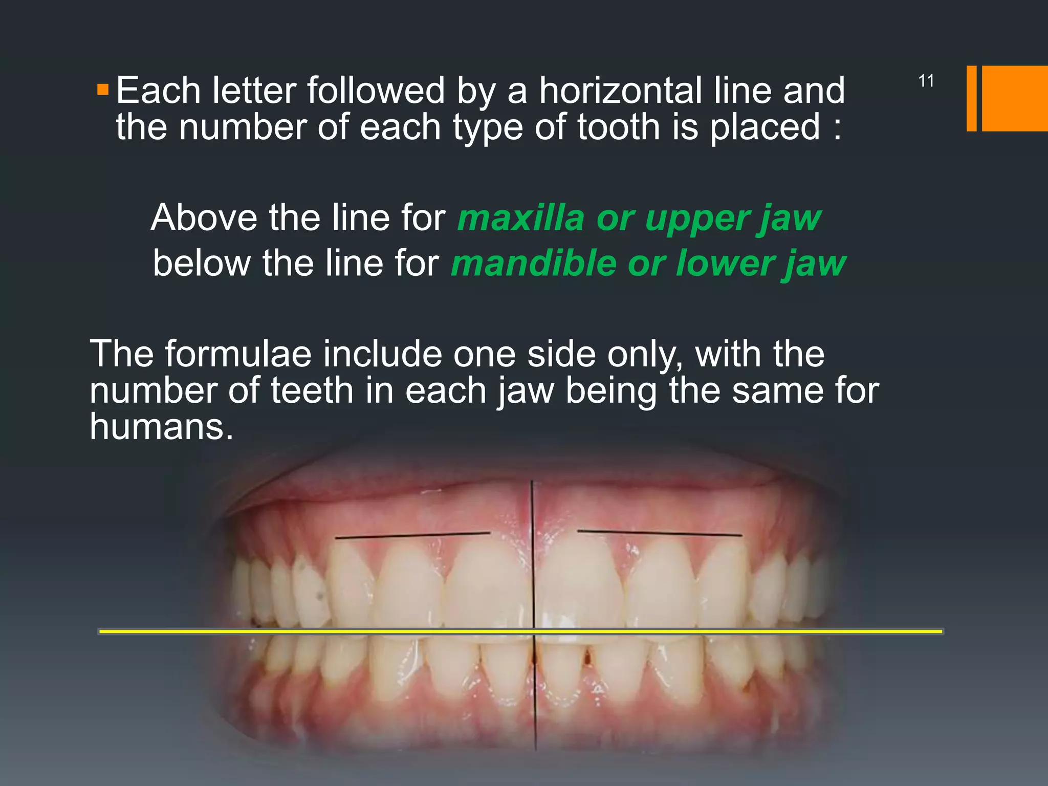 Tooth numbering system | PPTX