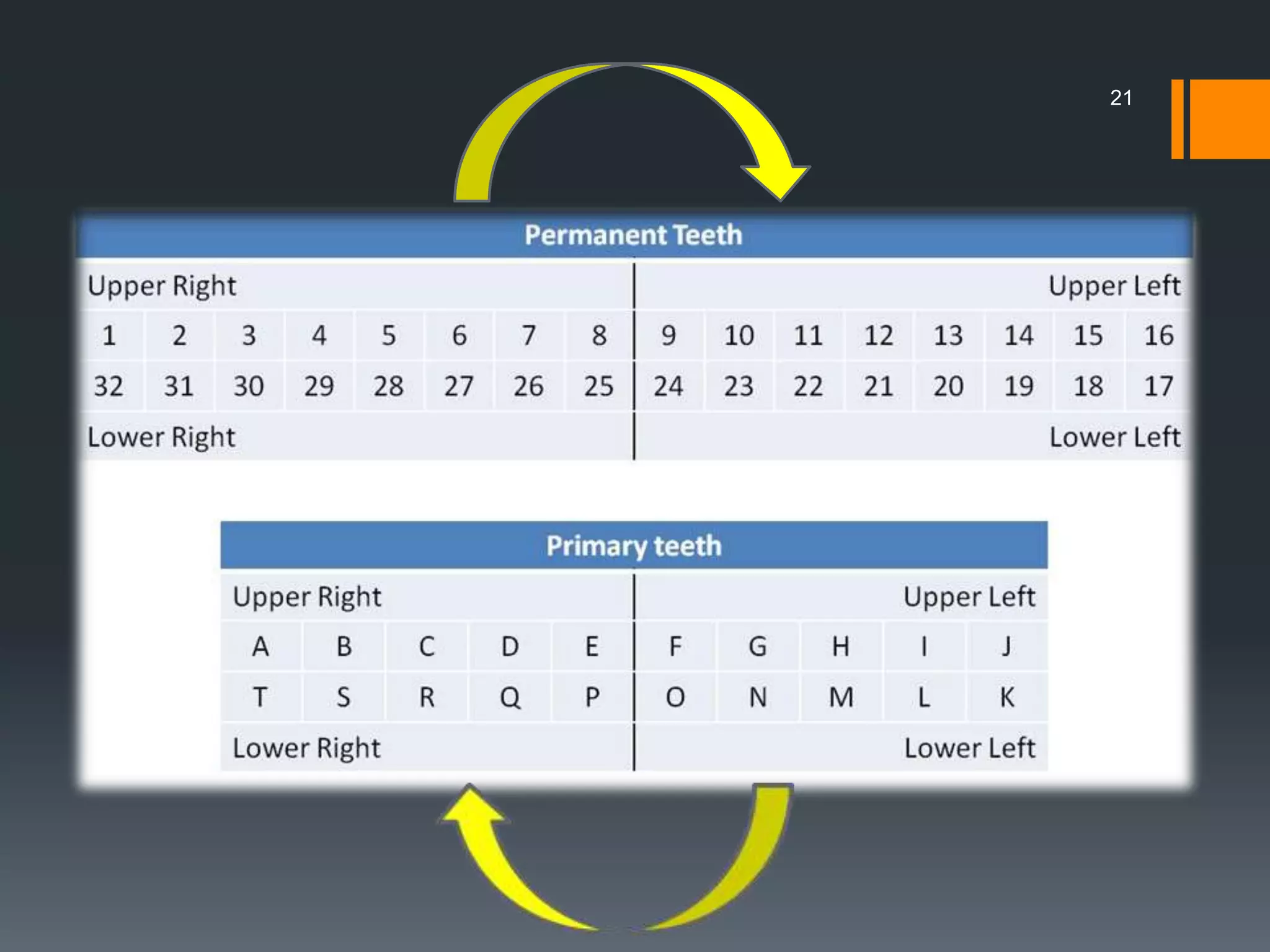 Tooth numbering system | PPTX