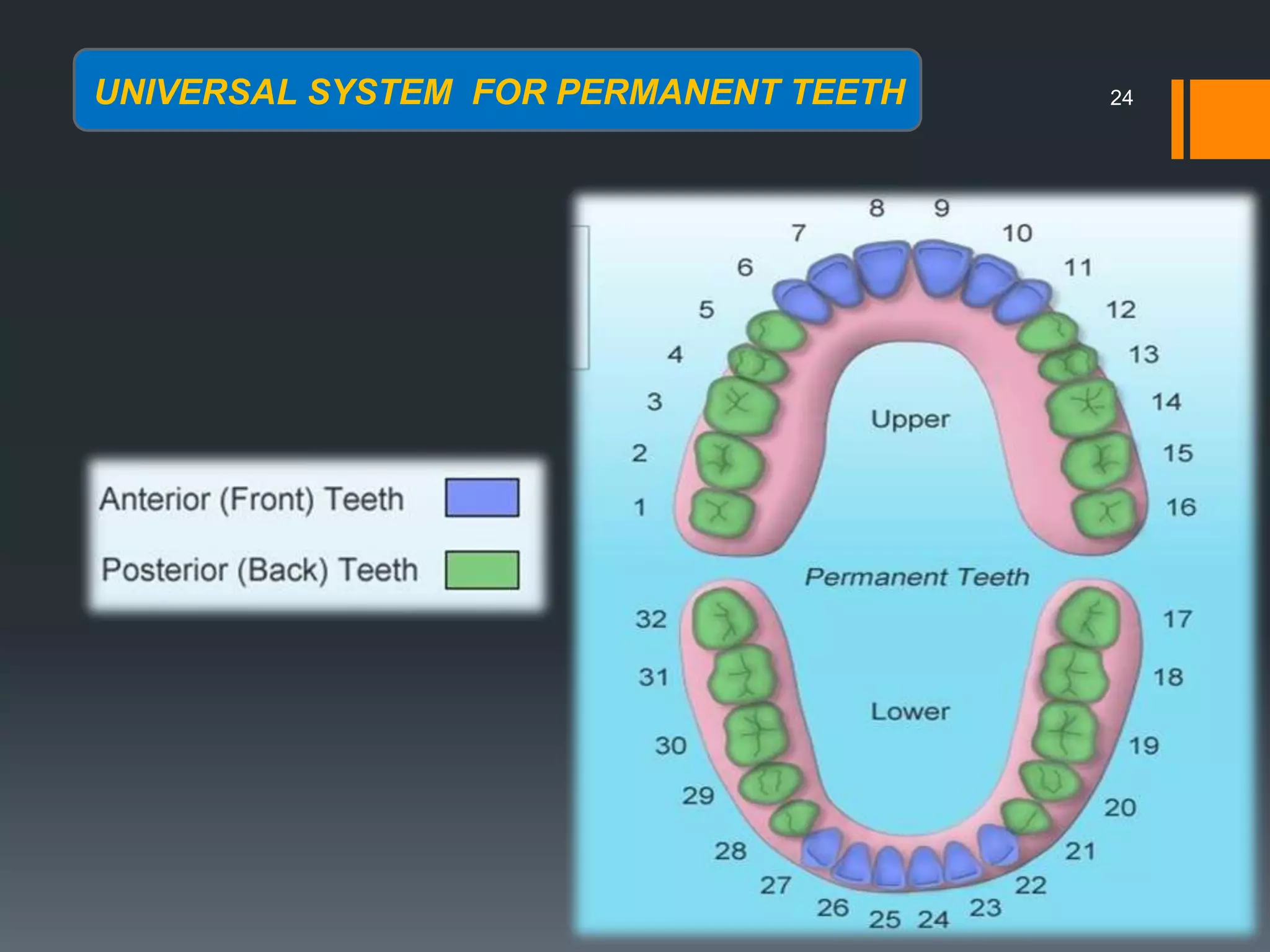 Tooth numbering system | PPTX