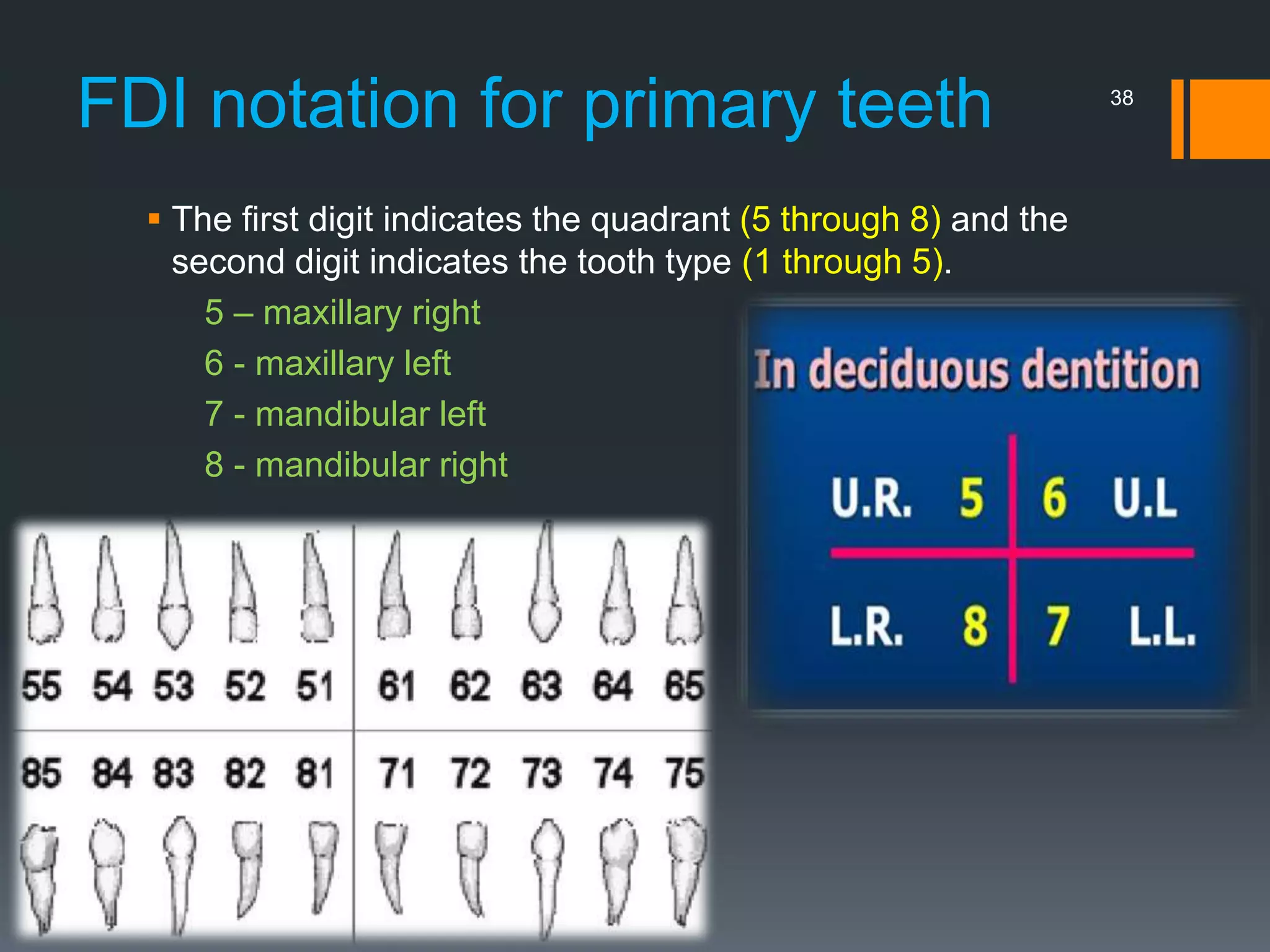 Tooth numbering system | PPTX