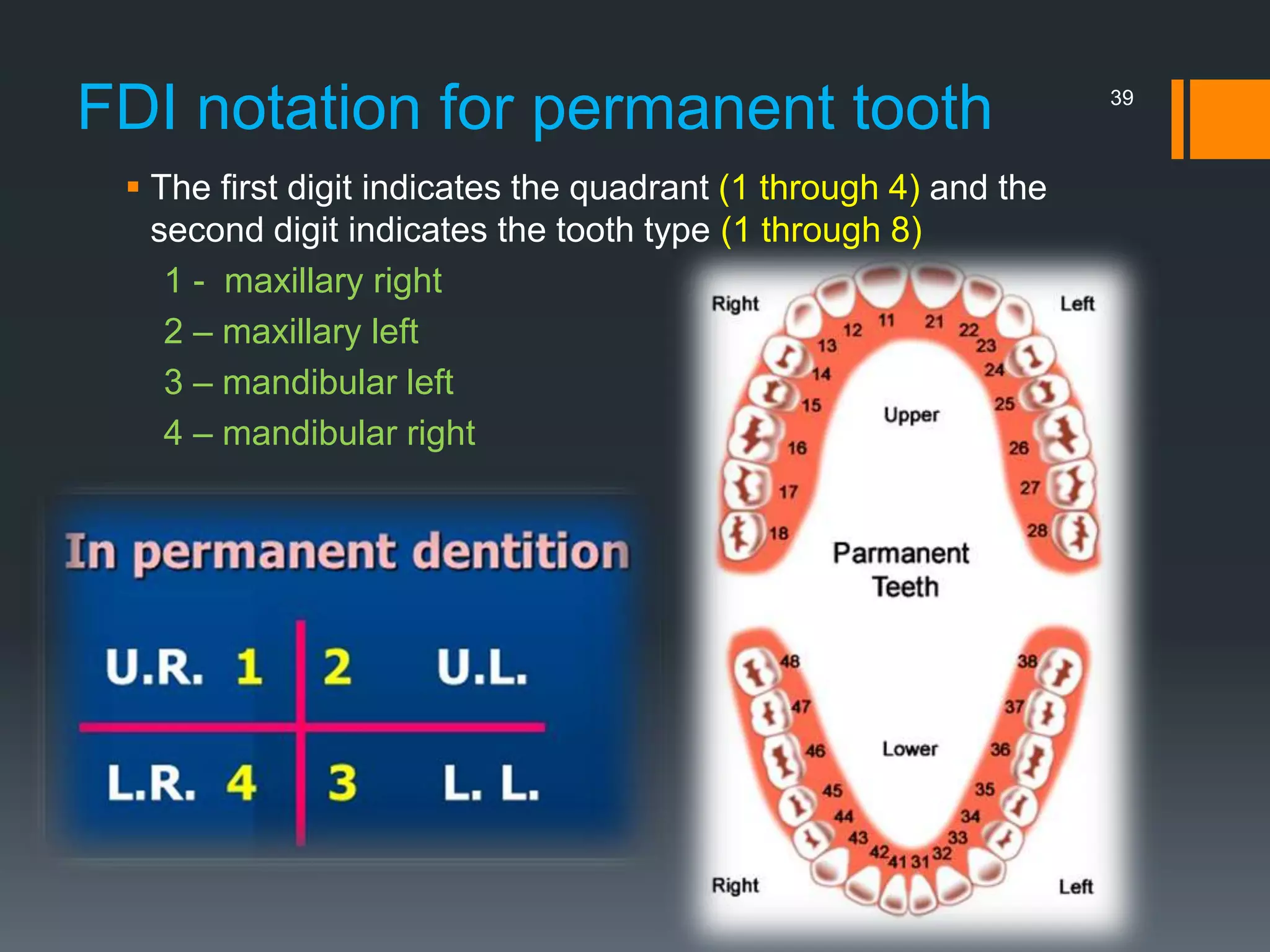 Tooth numbering system | PPTX