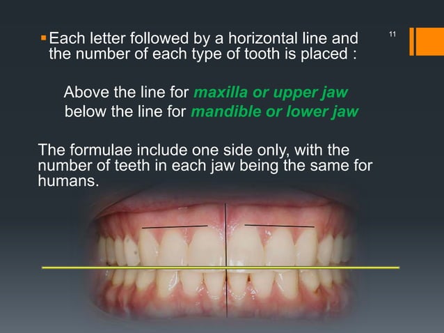 Tooth numbering system | PPTX
