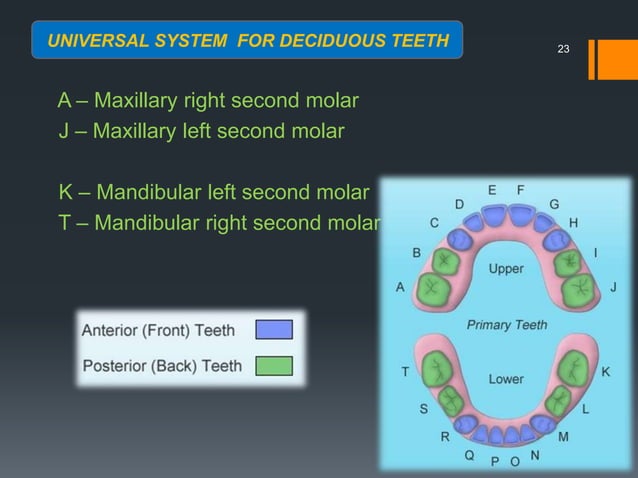 Tooth numbering system | PPTX