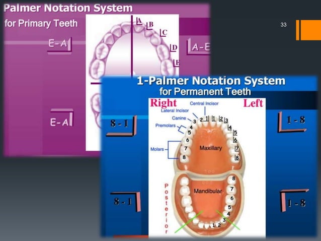 Tooth numbering system | PPTX