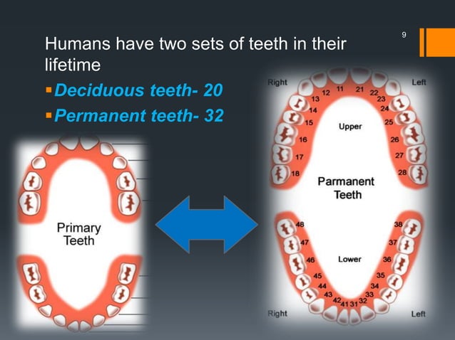 Tooth numbering system | PPTX