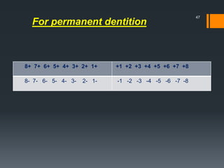 Tooth Numbering System Palmer