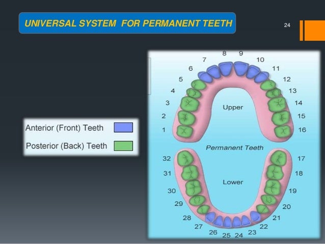 Universal Teeth Numbering System Diagram