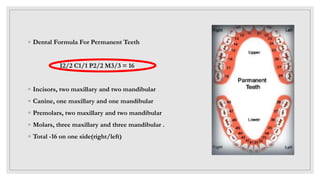 Tooth numbering system | PPTX