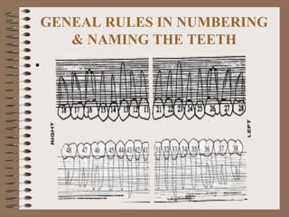 Tooth numbering systems | PPTX