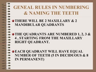 Tooth numbering systems | PPTX