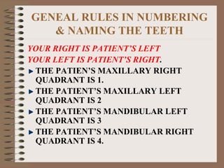 Tooth numbering systems | PPTX