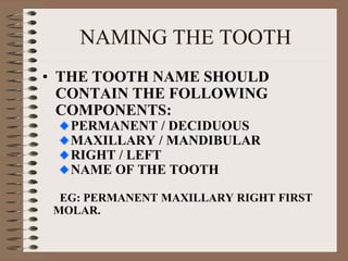 Tooth numbering systems | PPTX